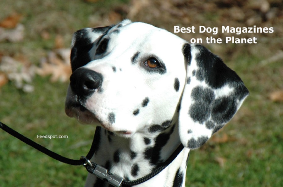 Top 20 Dog Magazines in 2025