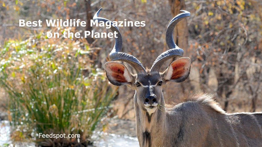 Top 10 Wildlife Magazines in 2026